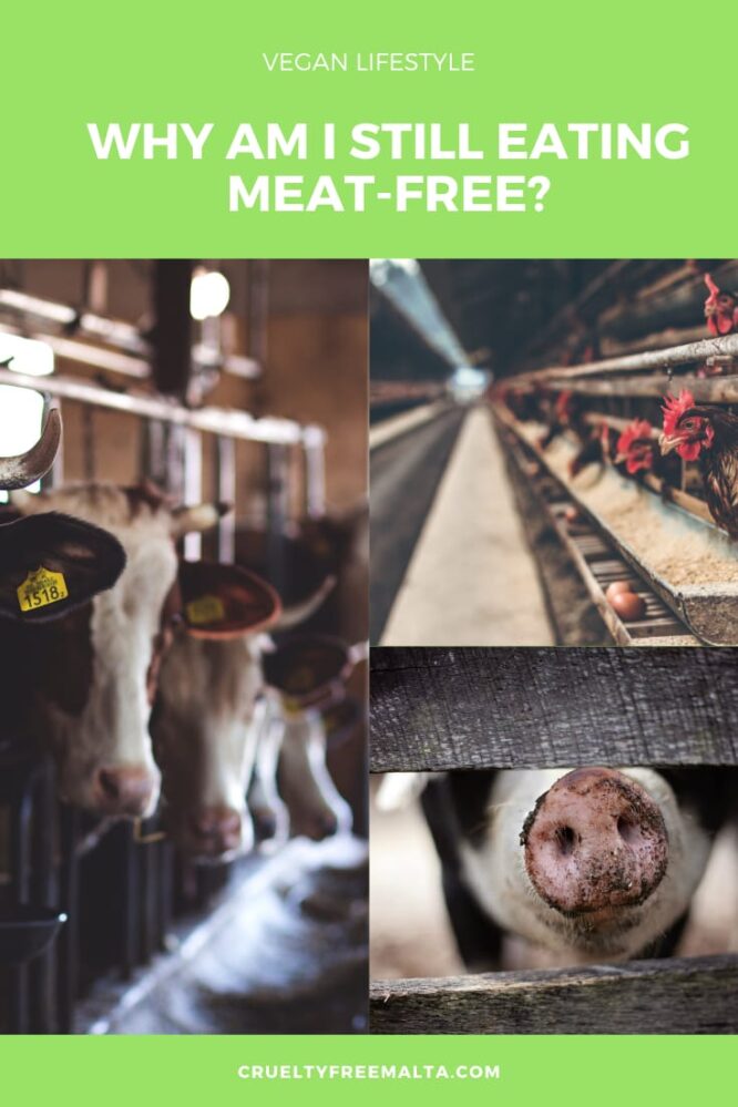 Why am I still eating meat-free? | CrueltyFreeMalta.com